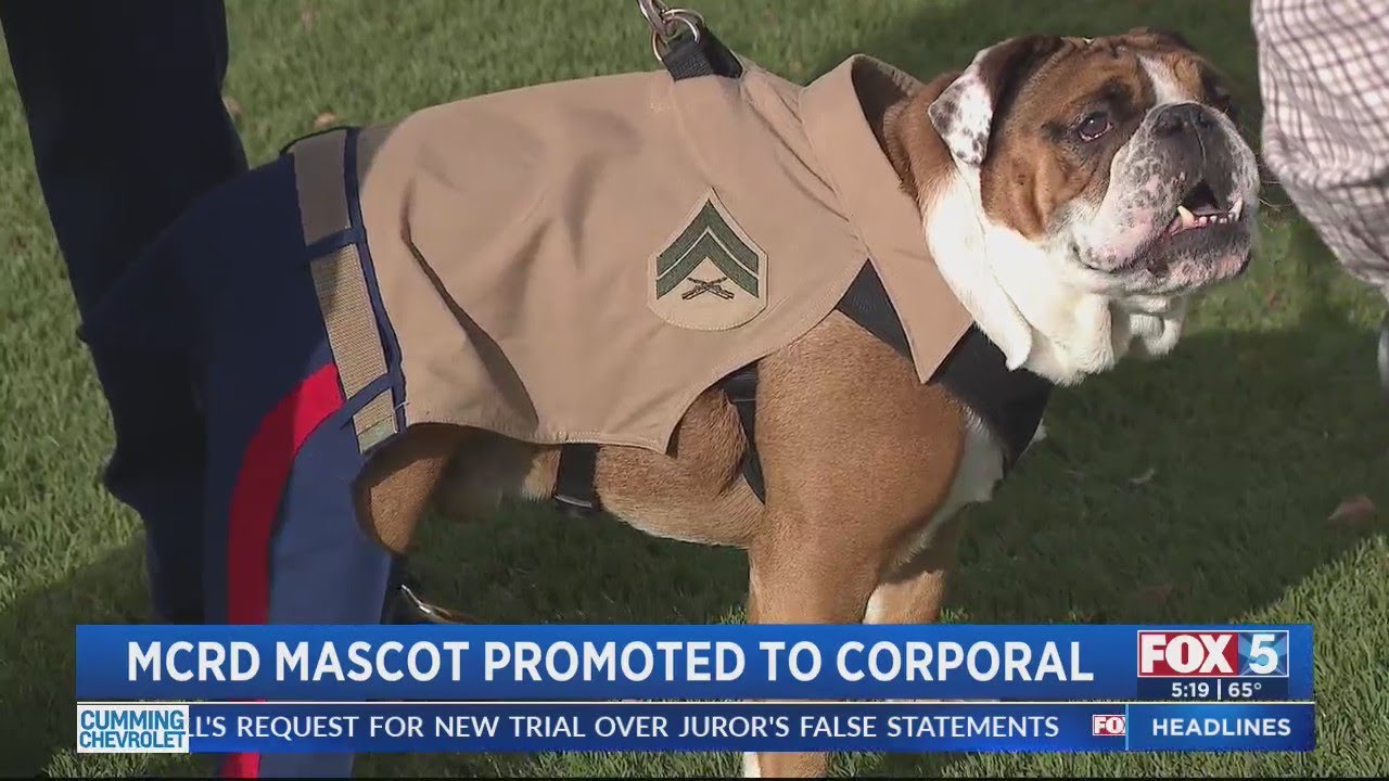 Manny the Bulldog Promoted To Marine Corps Corporal - YouTube