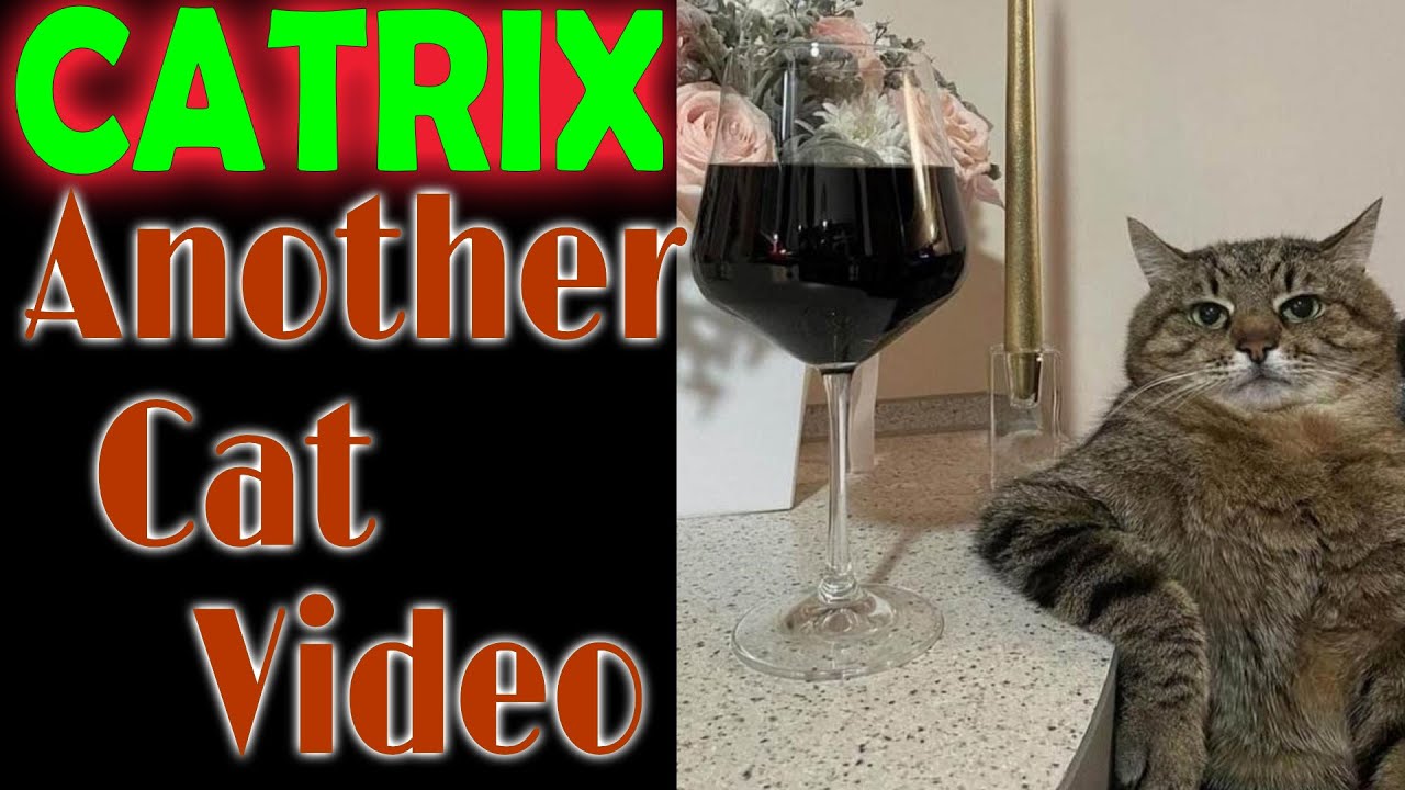 The Catrix - Beta Program - YouTube