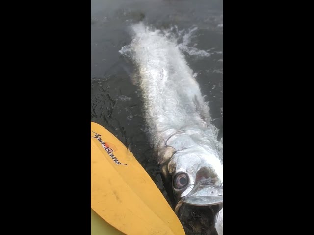 Tarpon Teeth