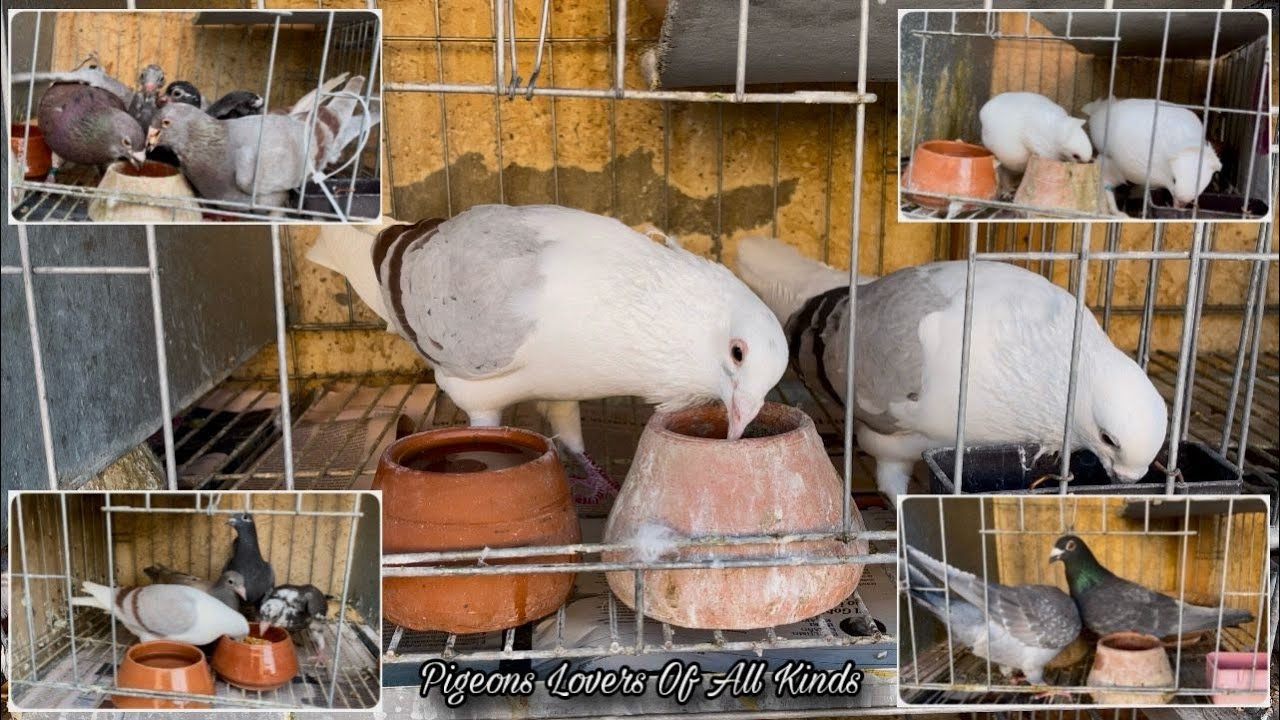 Providing food, water, and grit for My Pigeons - YouTube