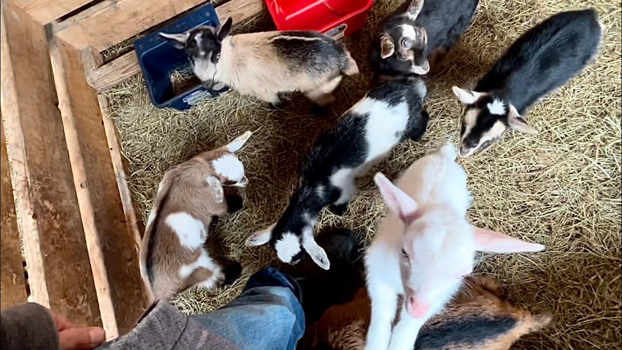 Baby goat nursery | current situation in the barn | which goats are ...