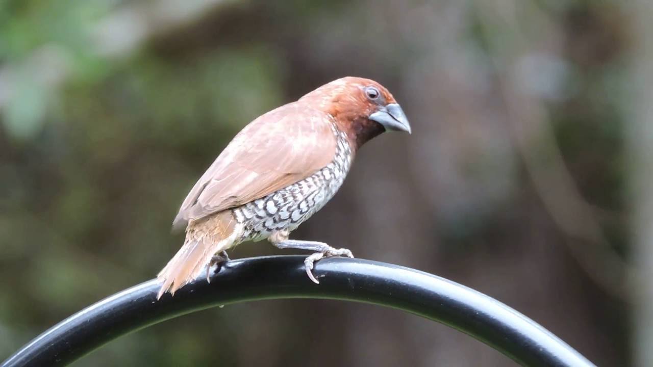 A Spice Finch or Nutmeg Mannikin - YouTube