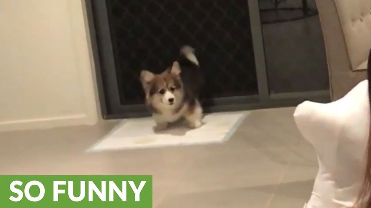 Wimpy Corgi freaks at pillow look-alike - YouTube