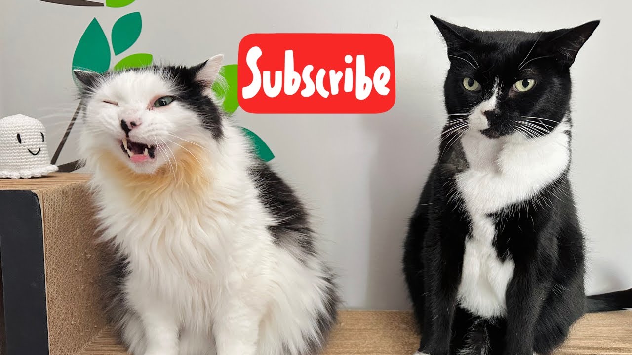 Friday fluff - Live Stream - YouTube