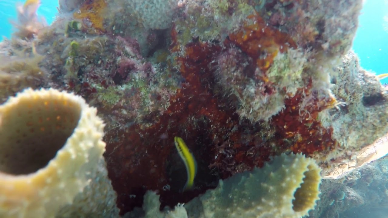 PT Ledges and Conch Pillar Reef Key Largo, FL 6 1 19 - YouTube