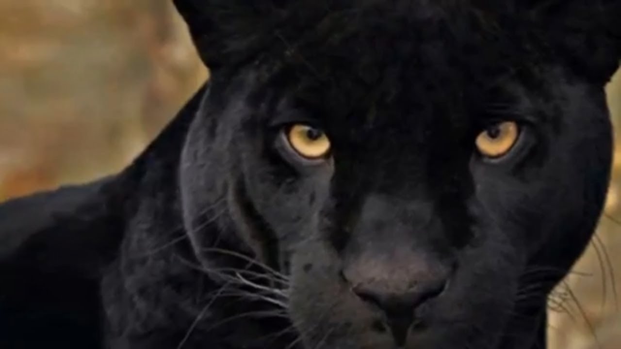 PANTERA NEGRA Felino que não tem Manchas - ANIMAIS SELVAGENS | Natureza ...