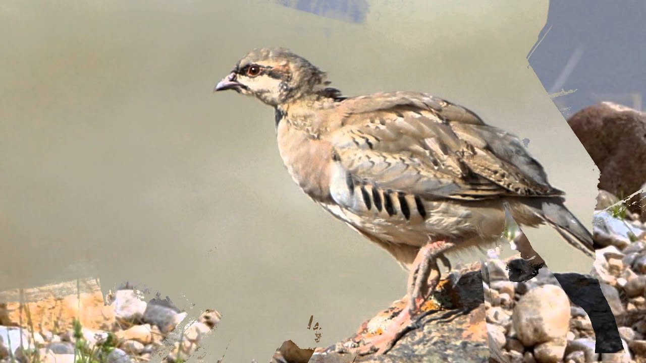 Thelleza pik mbi vetull - old Traditional Music - YouTube