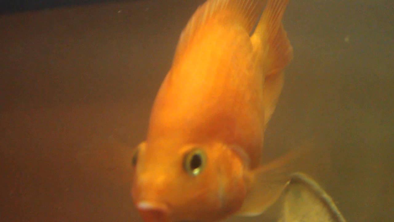 RED MAMMON - MEGA CICHLID - YouTube