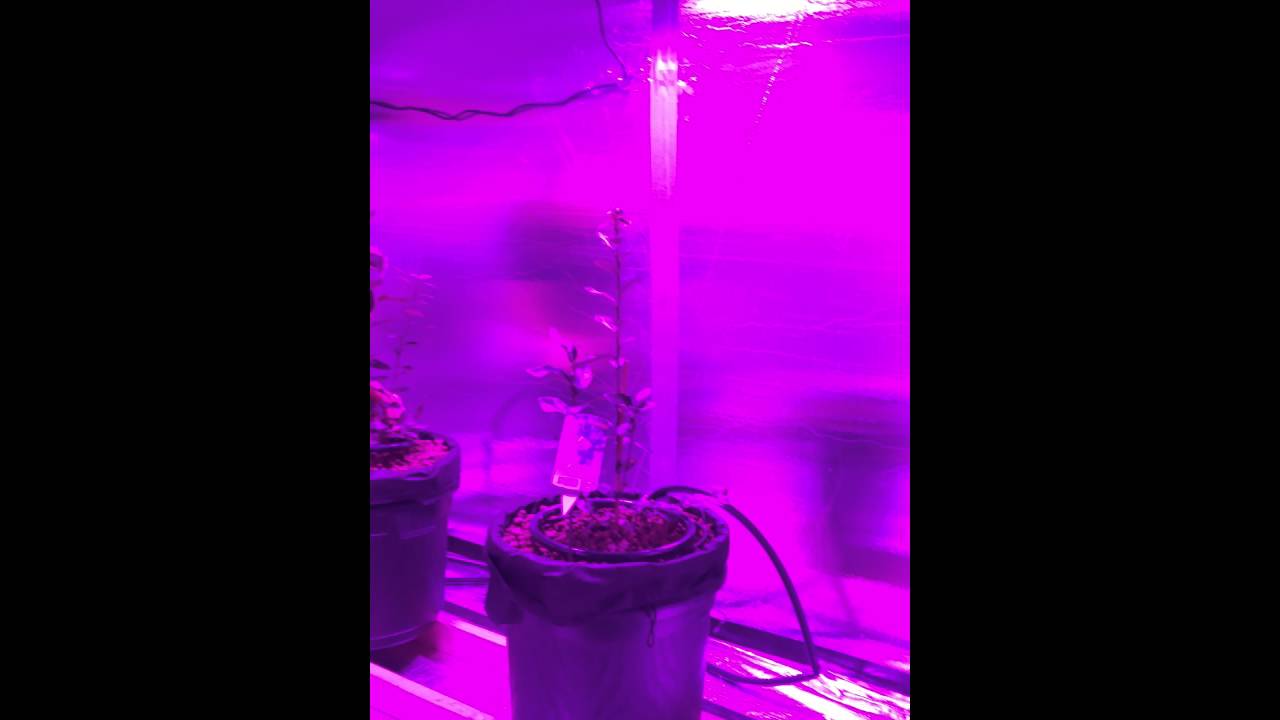 Growing Blueberries in Hydroponics - Spider 4 COB LED - YouTube