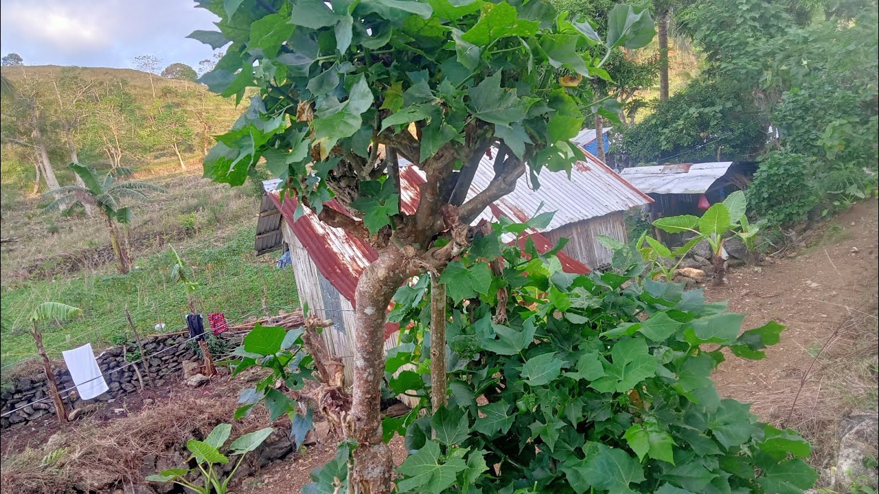 Galay ug Dahon Sayong Pasaw baboy - YouTube