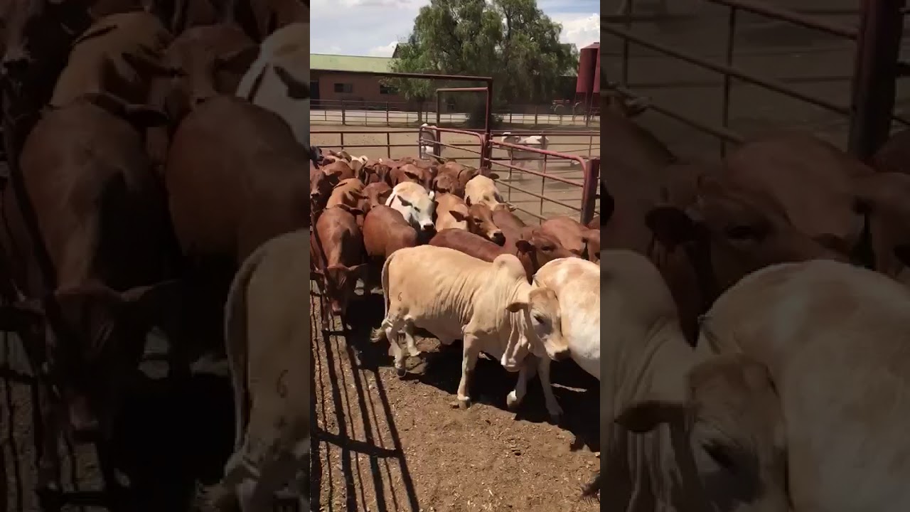 Bos Blanco Boran/ Borman heifers - YouTube