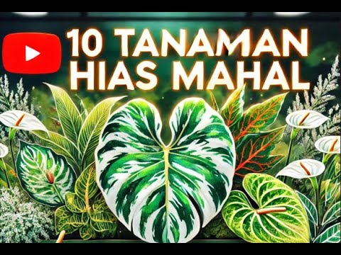 Ini 10 Tanaman Hias Mahal yang Bikin Kolektor Tergila-gila di Februari 2025!