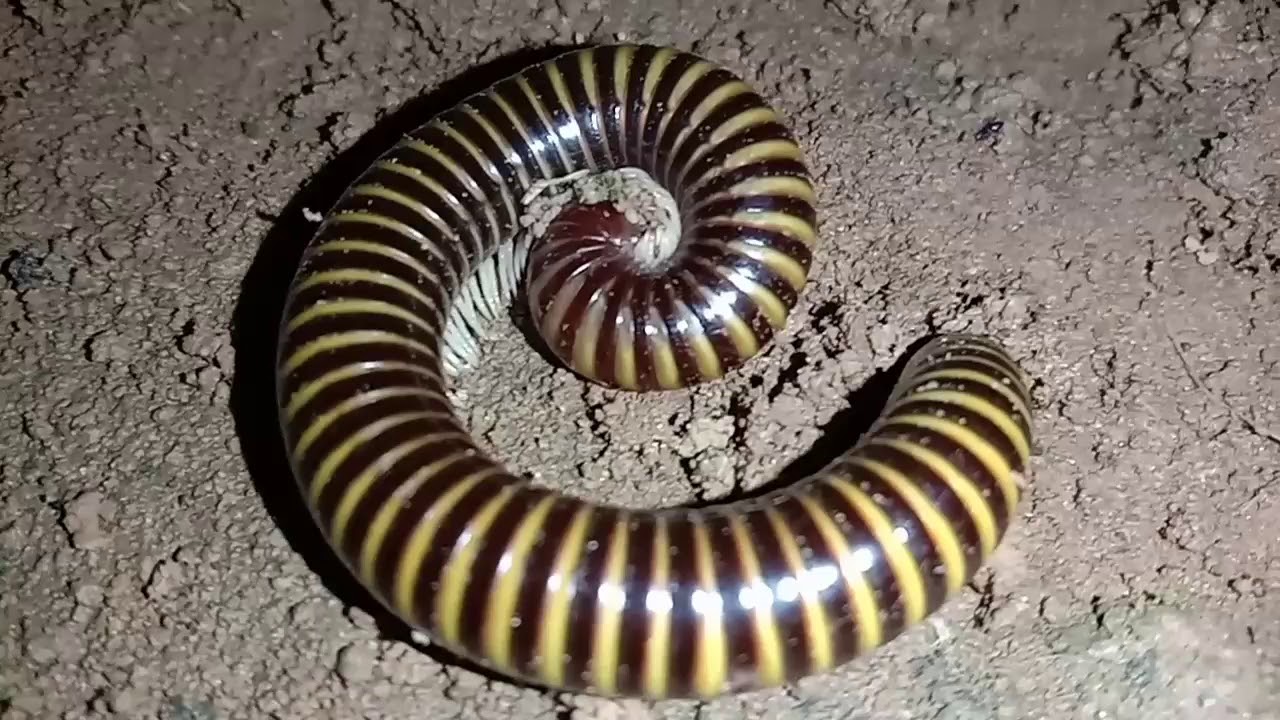 Theratta/millipede - YouTube