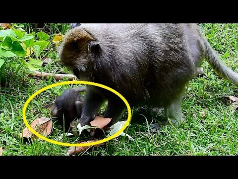 Smart baby Timo drop body down to ground Cry-Cry beg milk from mother ...