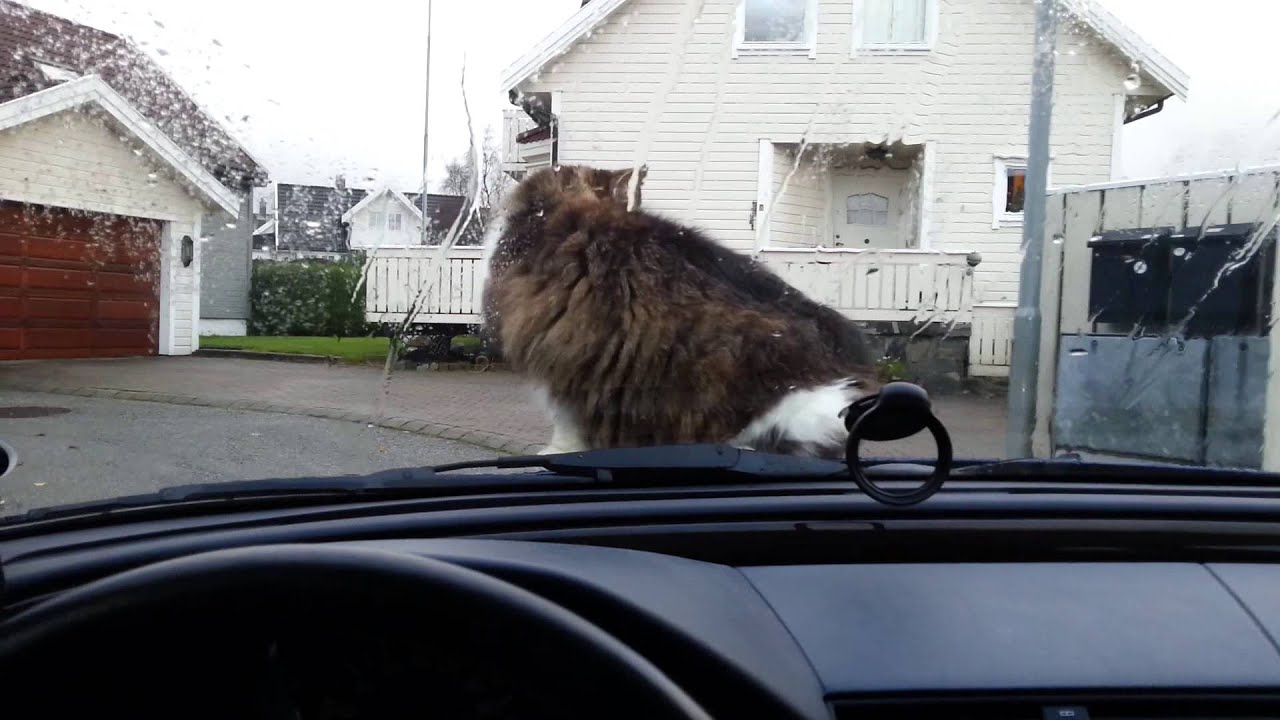 Cat hit by windshield wiper - YouTube