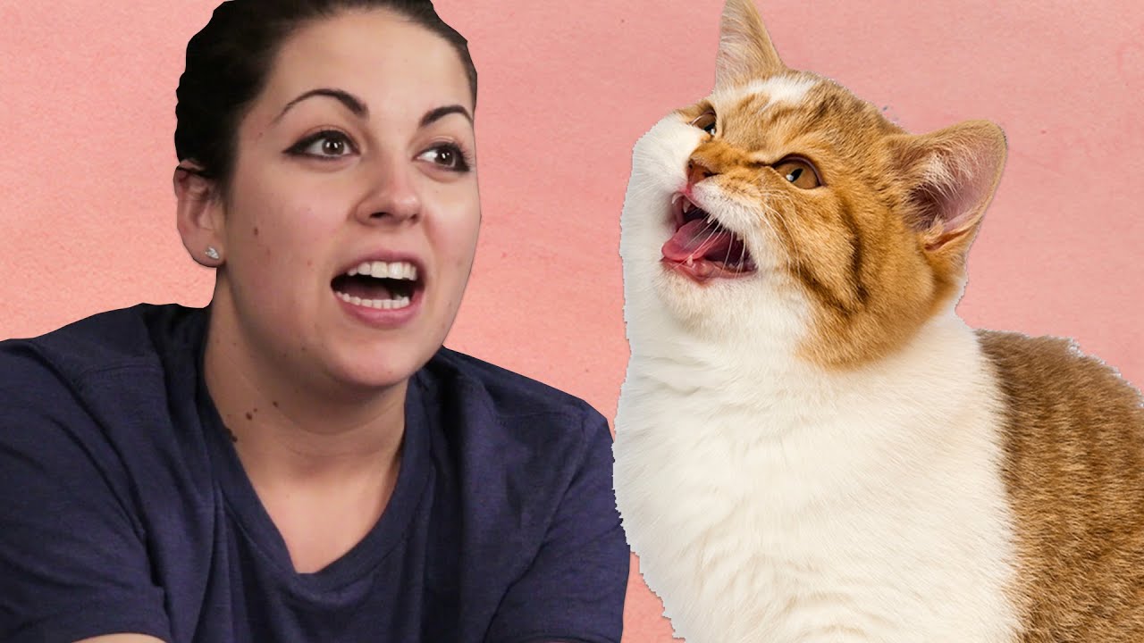 Crazy Stories About Cat Sh*t - YouTube