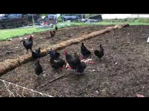 Chicken Composting System Introduction - YouTube