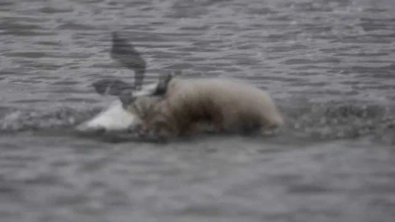 canada goose cleaning feathers and doing barrel rolls at same time ...