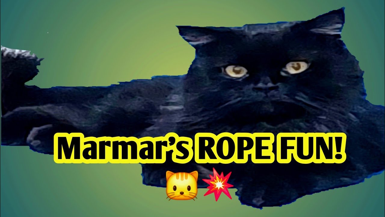 Yellow Rope Frenzy! Marmar's Playtime! 🧶 - YouTube