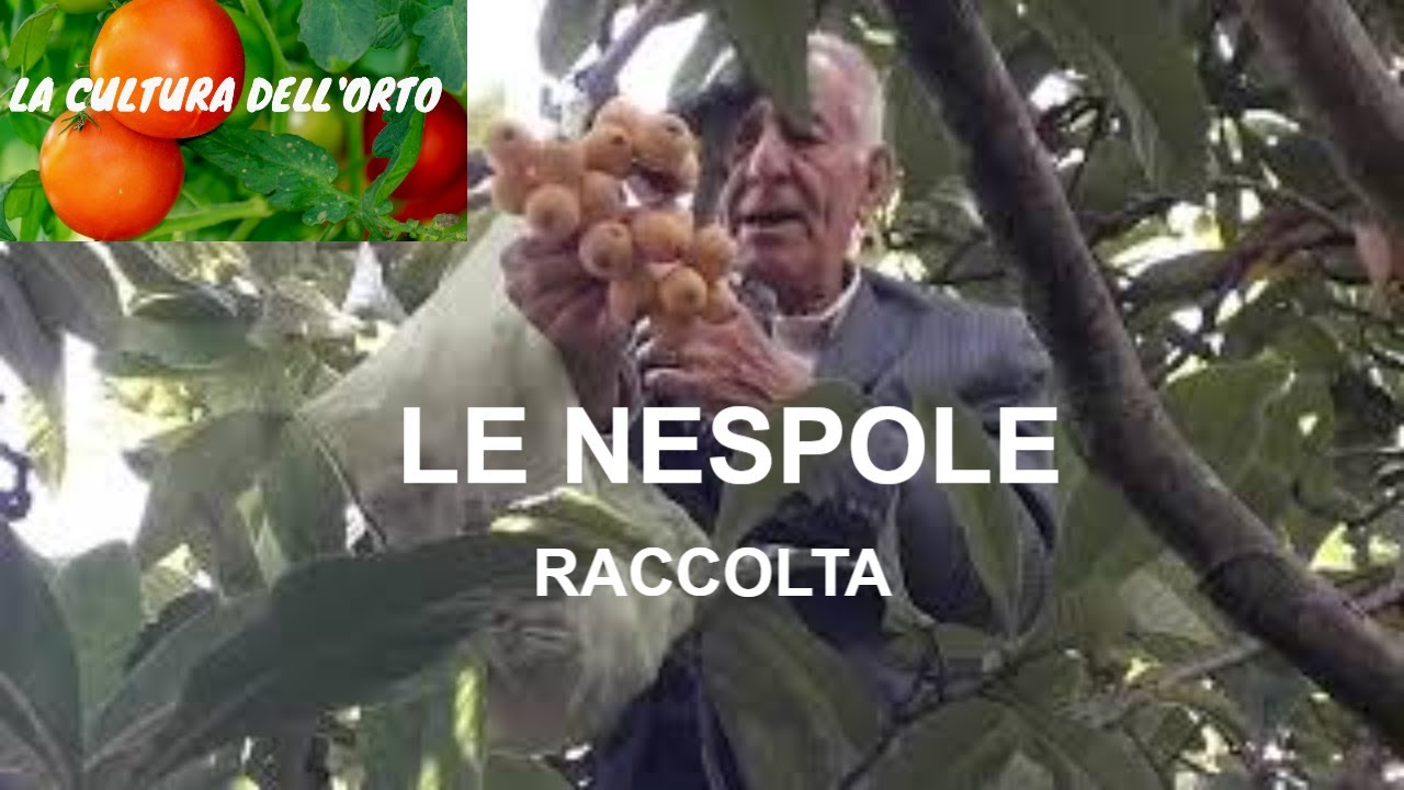 L'arte della raccolta: le nespole giapponesi. - YouTube
