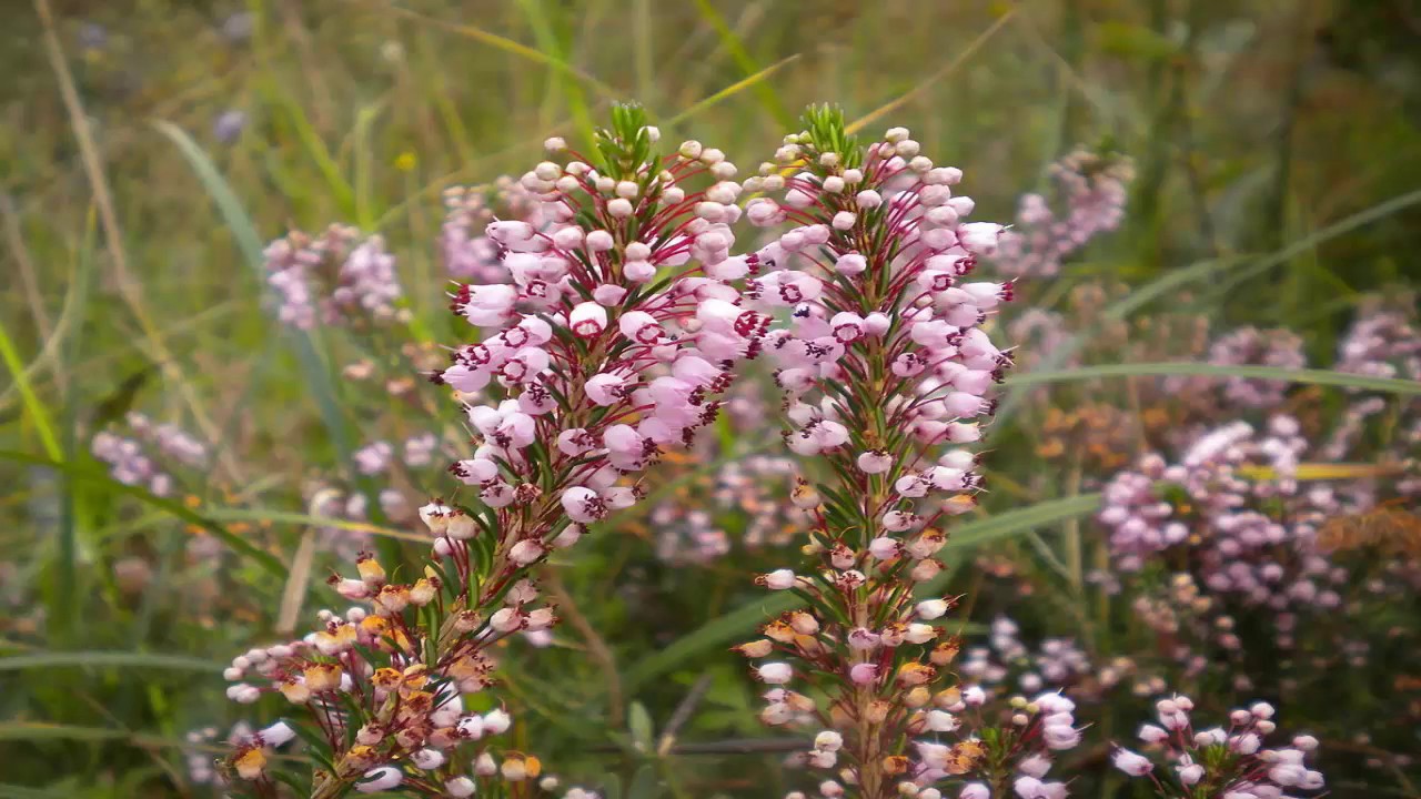 Para que sirve el brezo o Calluna vulgaris propiedades y beneficios del ...