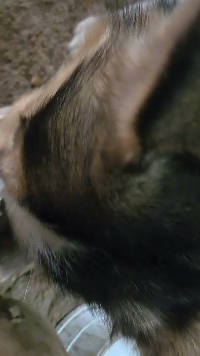 Poor buddy, first time smelling her since I got the ashes back - YouTube