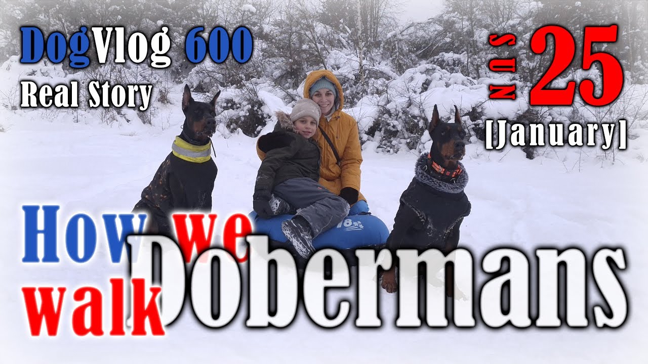Is Doberman Right for Your Family? We Put these Dogs to the Test # ...