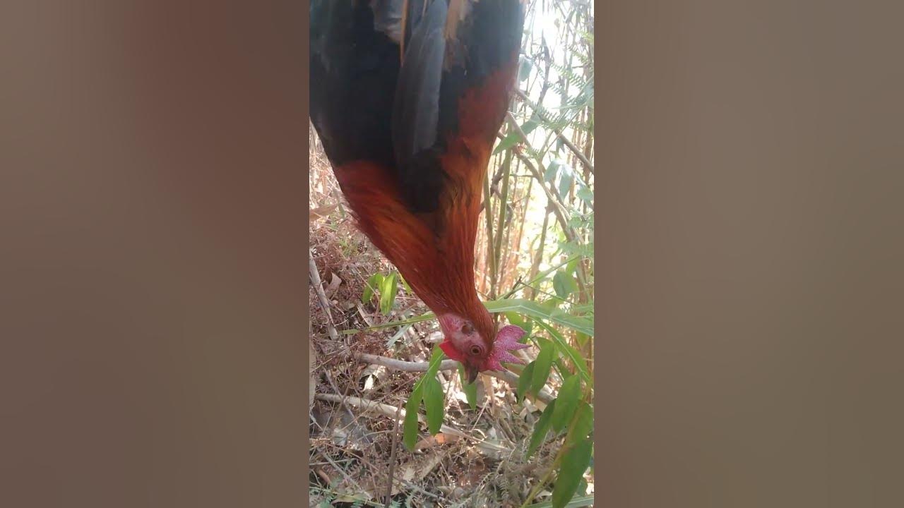 Cuab Qaib Qus tuaj mas zoo heev 06/03/2024.@thoob198 - YouTube