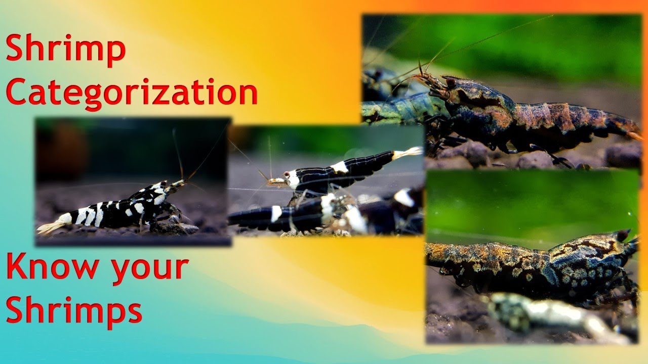 Shrimp Categorization and why it matters - YouTube