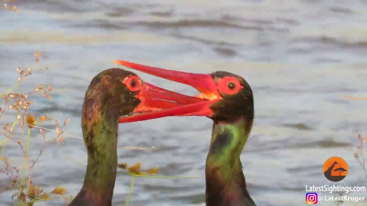 WATCH: Stork's beak gets stuck in the other's throat - YouTube