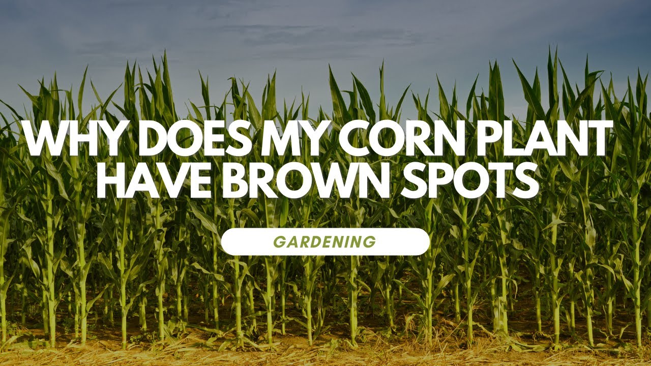 Why Does My Corn Plant Have Brown Spots - YouTube