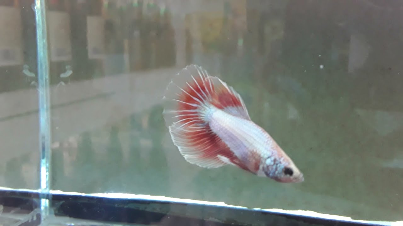 Crossbreed betta fish(delta cello fem and halfmoon red dragon male)# ...