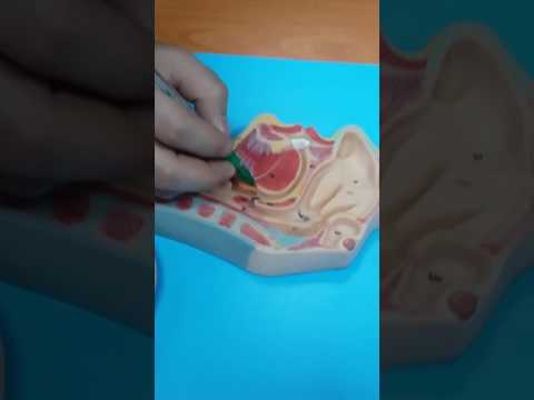Kafkas anatomi video