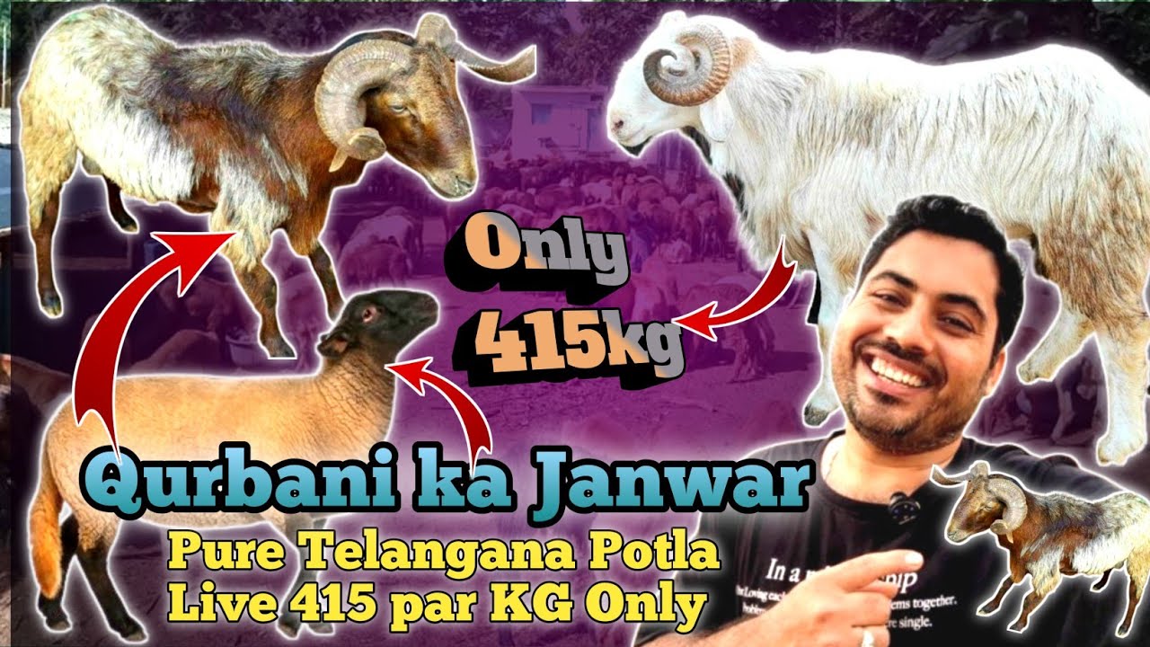 Qurbani Ka Janwar | Bakra Eid ka Janwar Agaya | Pure Telangana Potla ...