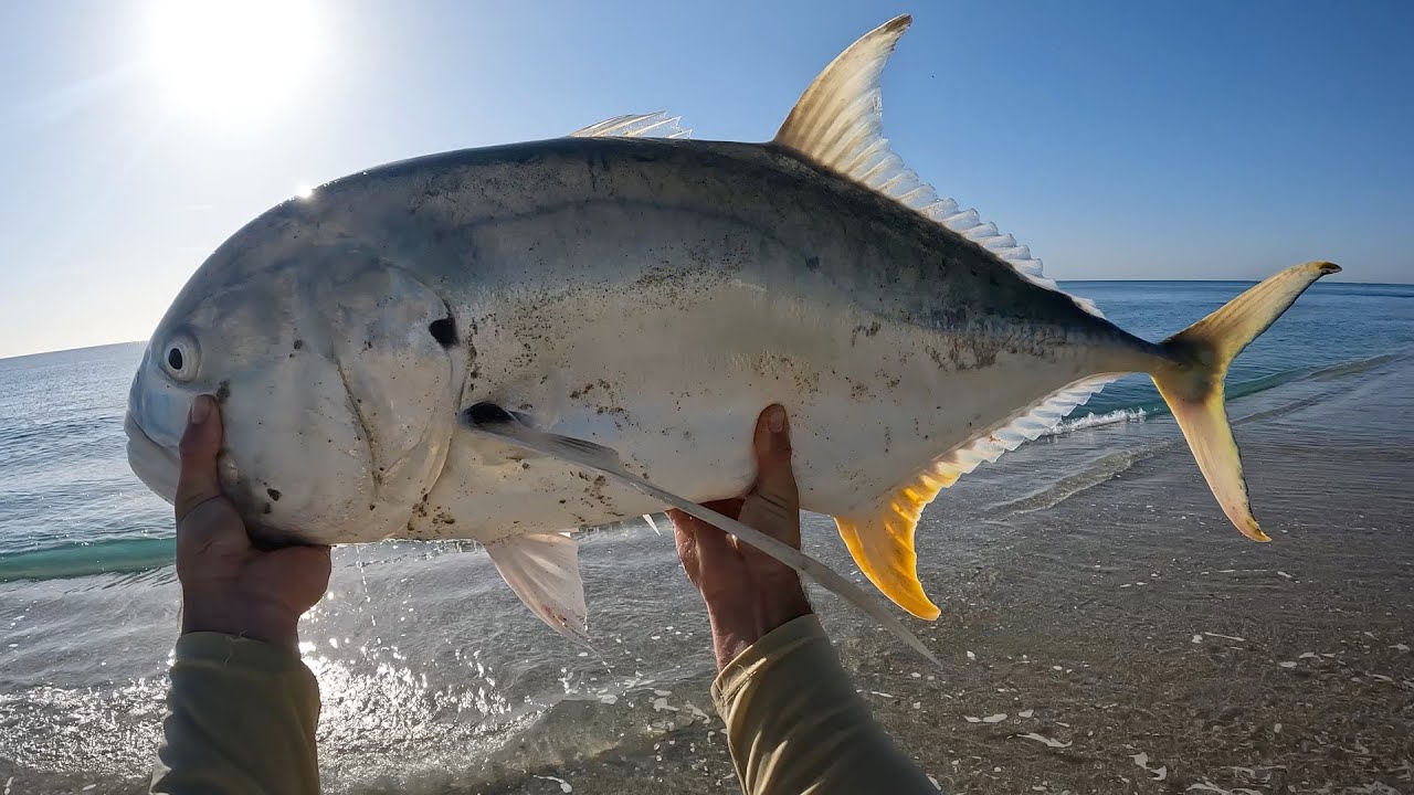Giant jacks crushing live baits in the beach trough - YouTube