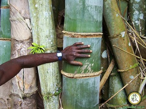 EL MAYOR SECRETO DEL BAMBU GIGANTE reproducir esquejes sembrar plantas ...