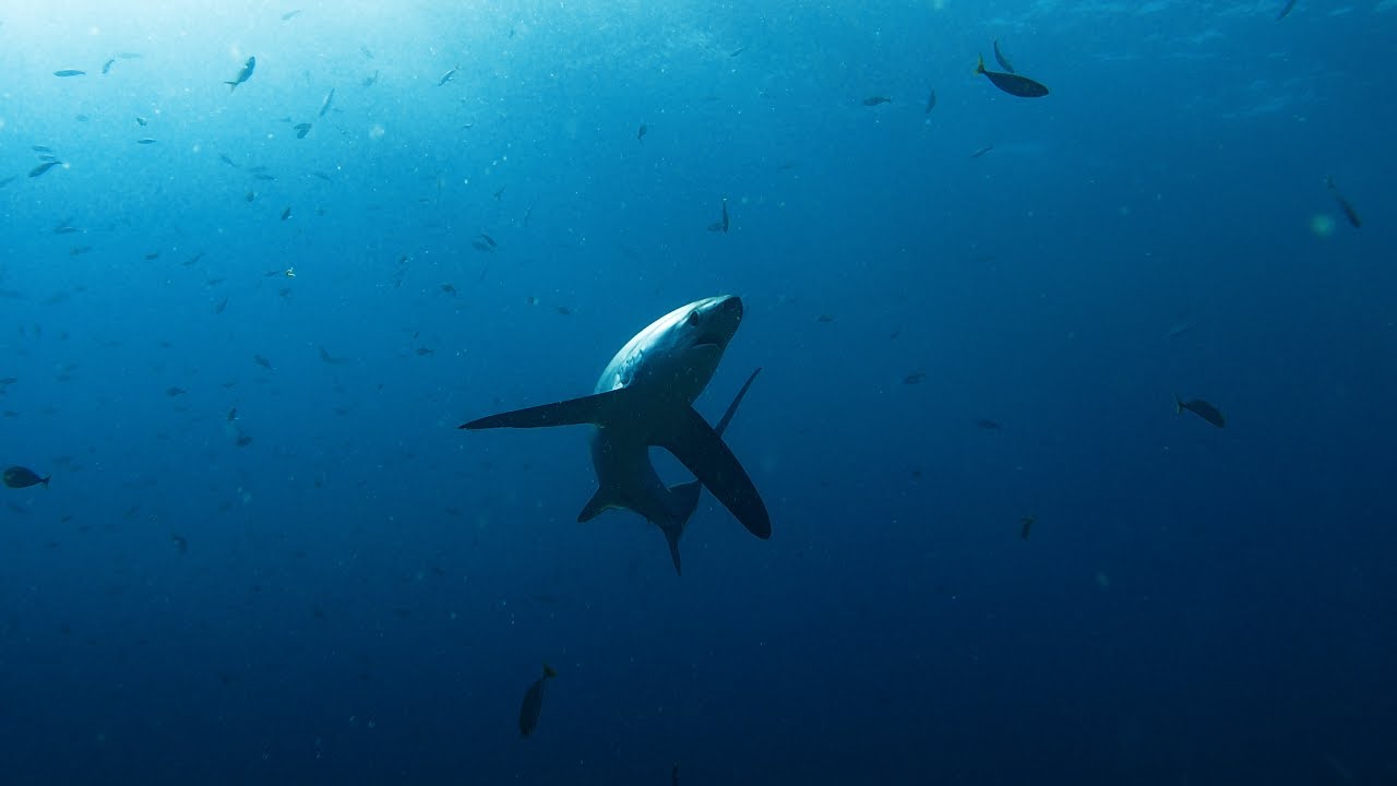 4K | Diving the Visayas - YouTube