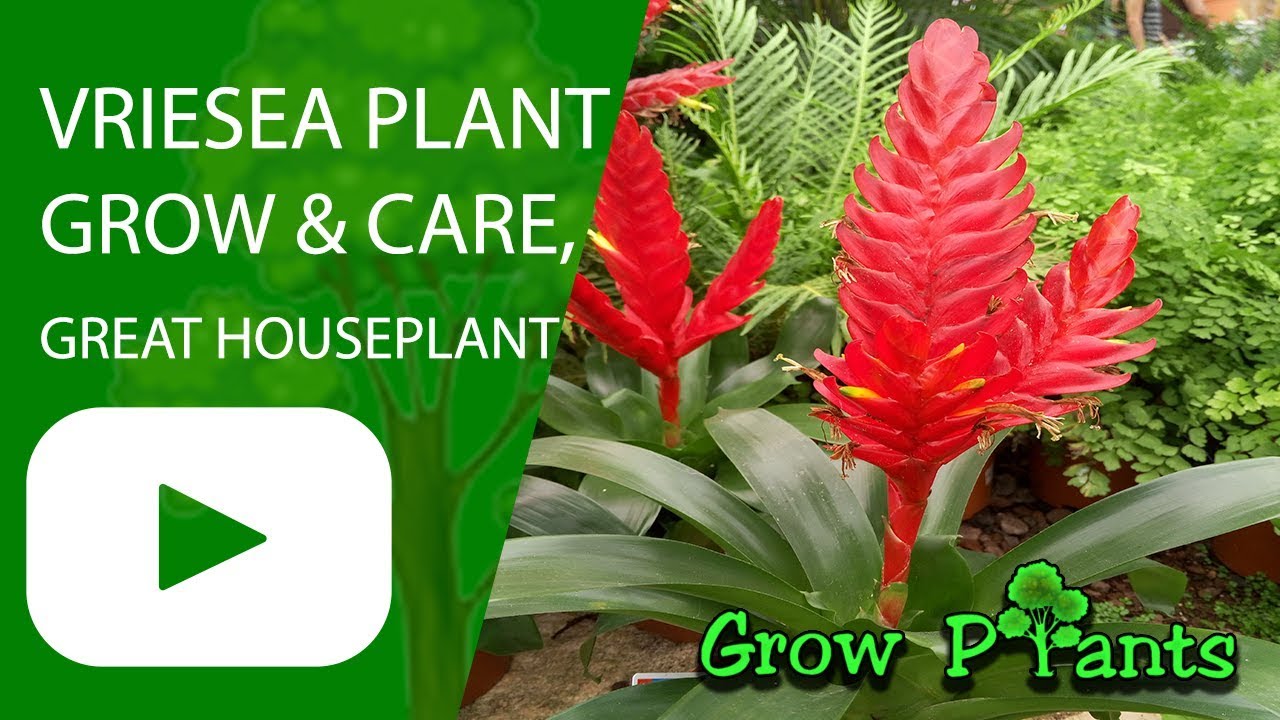 Vriesea - grow & care, great houseplant - YouTube