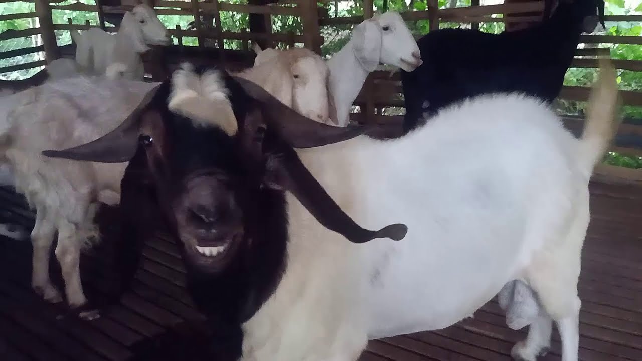 Mô Hình Nuôi Dê nái sinh Sản. Pacifica Boer Goat Stud NSW vietnam#5 ...