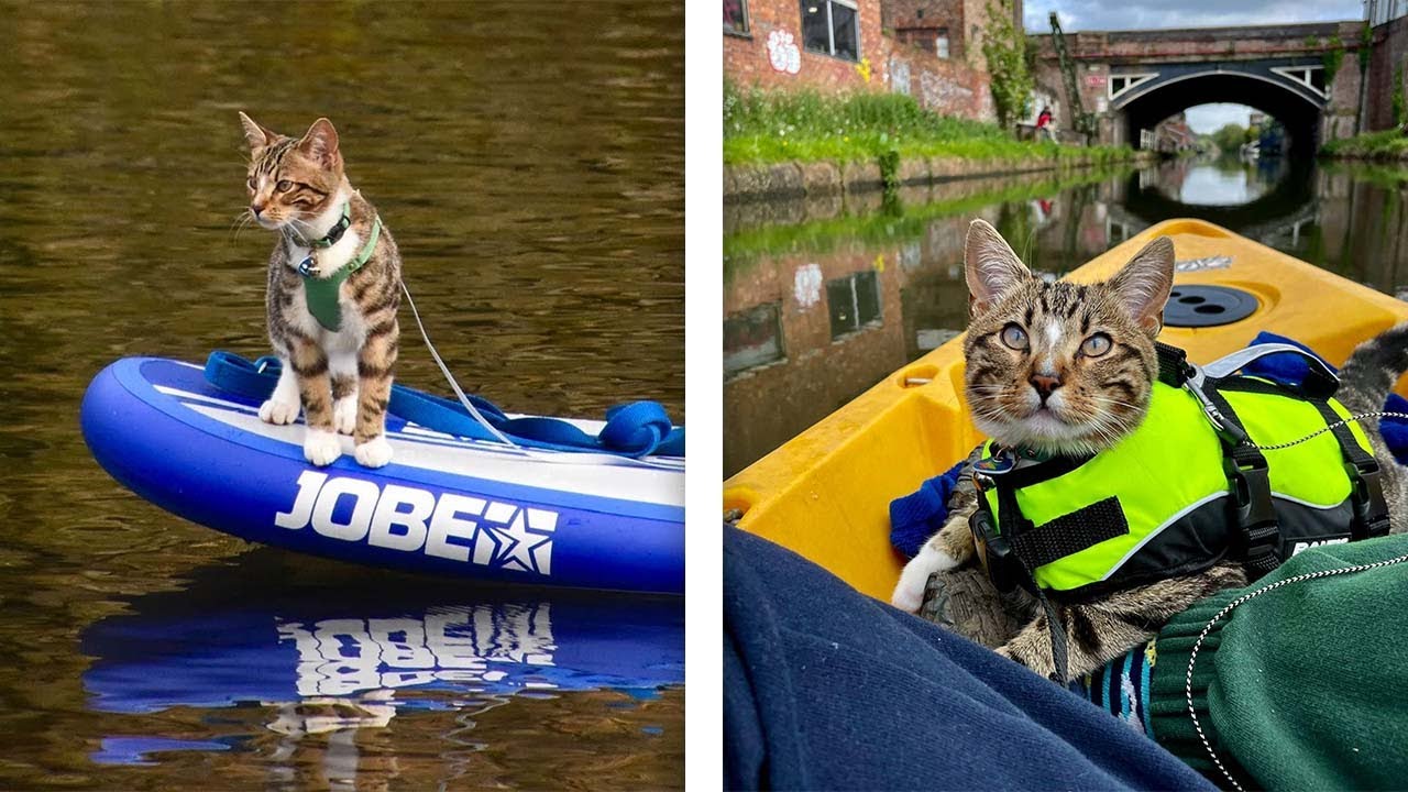 Adventure Cat Goes Paddleboarding - YouTube