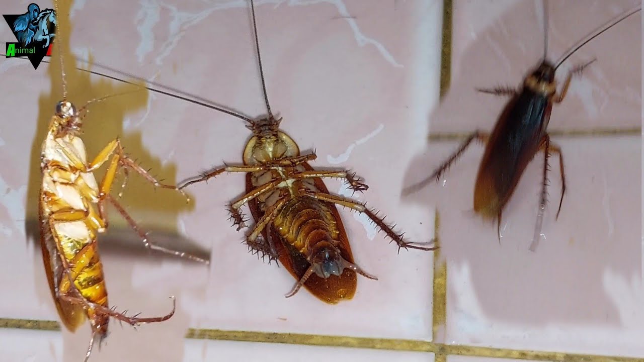 Cockroach Telapoka তেলাপোকা Dancing Hanging & Run Animal life. - YouTube