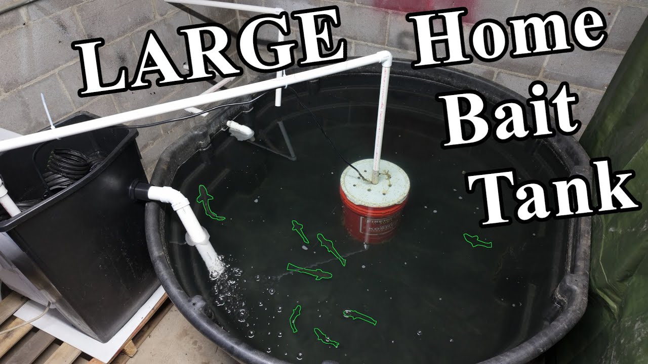 DIY 300-Gallon Gizzard Shad Bait Tank Setup: Build, Challenges ...