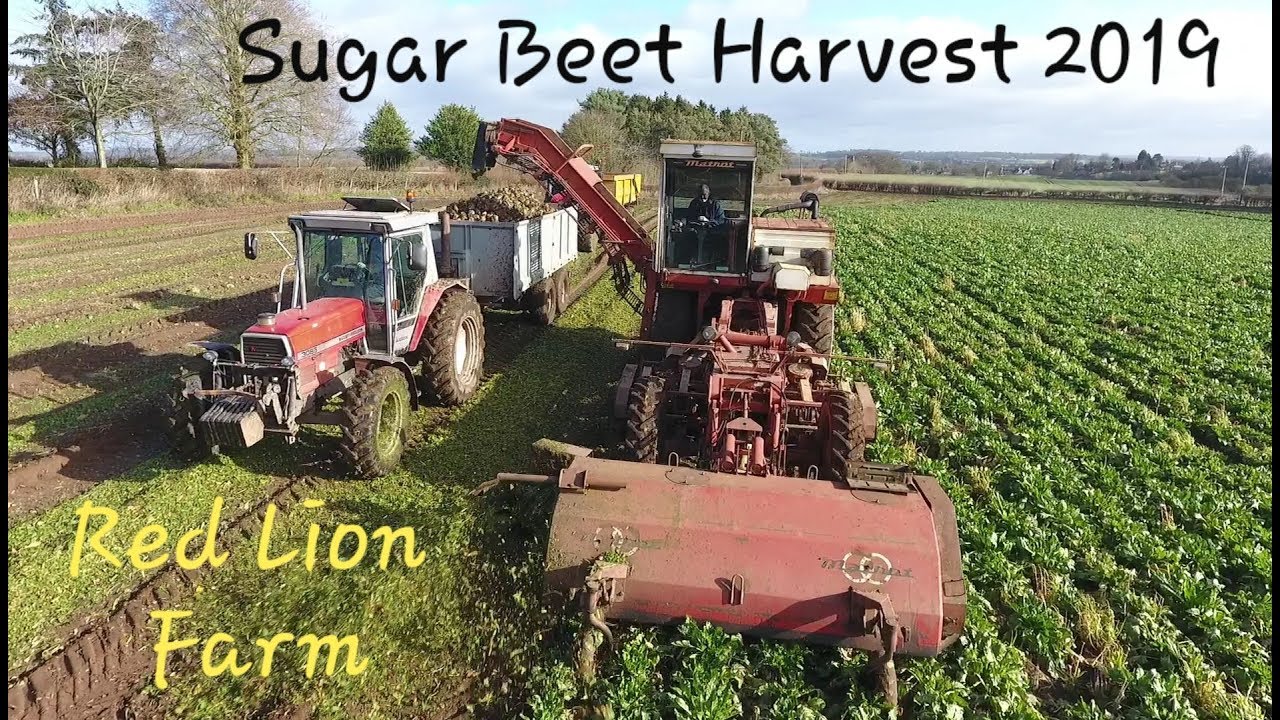 Sugar Beet Harvest 2019 | Red Lion Farm - YouTube