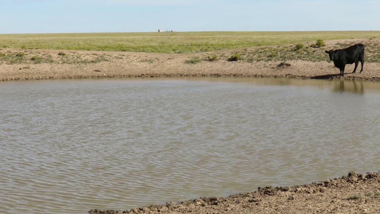 Hawk chasing duck - YouTube