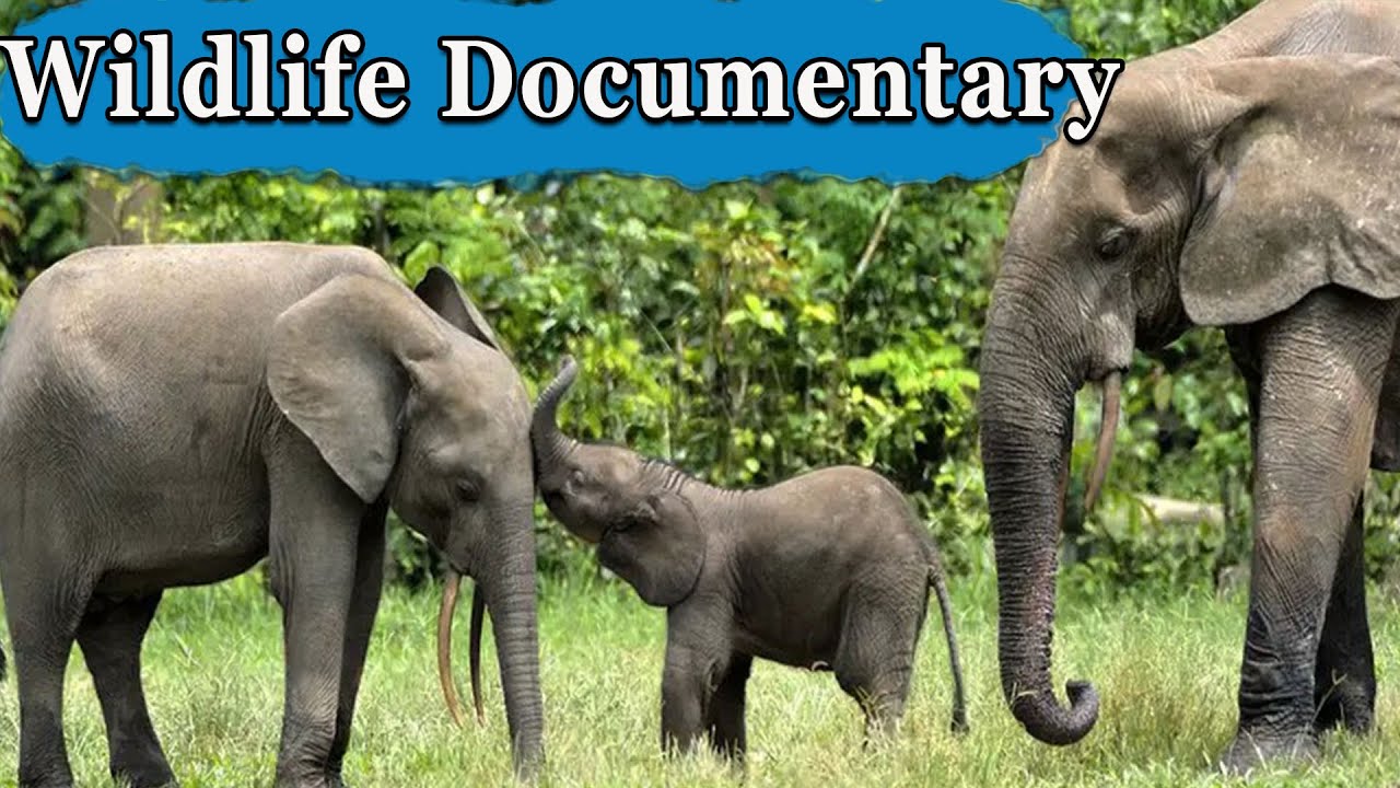 Unforgettable Elephants at the National park! Wild Life - Nature ...