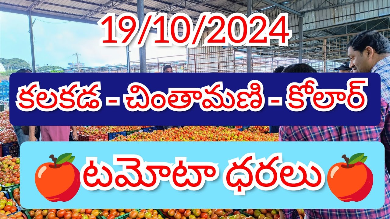 @19/10/2024 // చింతామణి // కోలార్ //కలకడ //🍅🍅🍅టమోటా మార్కెట్ ధరలు - YouTube