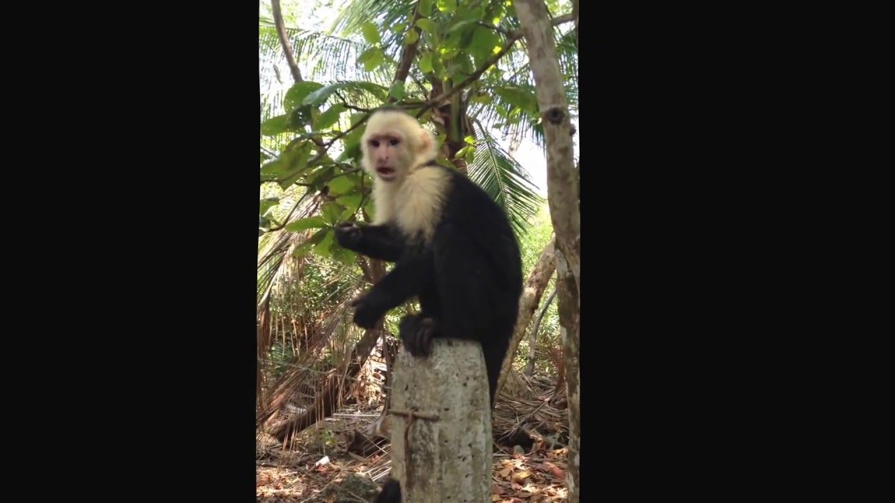 Mono Cariblanco , Quepos Costa Rica. - YouTube