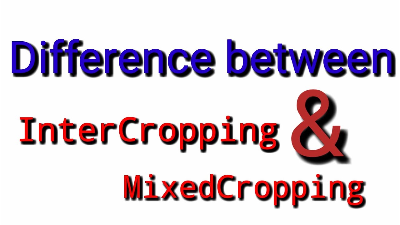 Difference Between InterCropping And Mixed Cropping YouTube difference-between-intercropping-and-mixed-cropping-youtube
