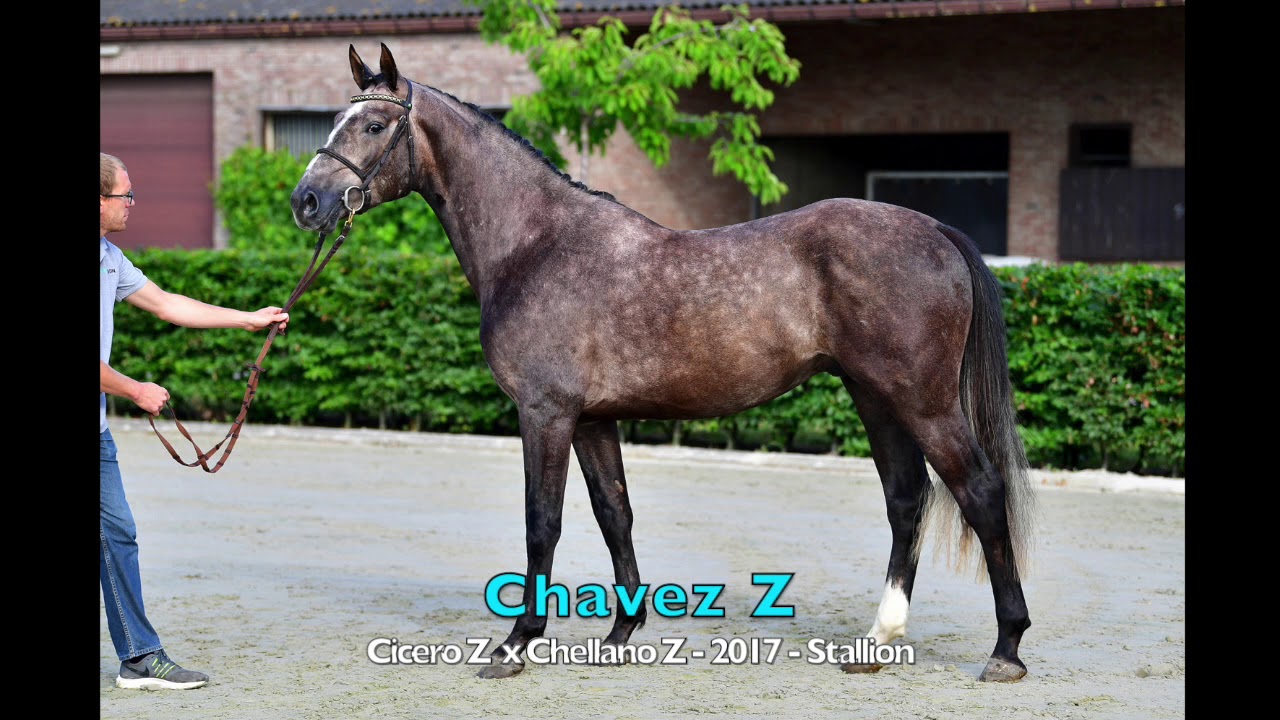 Chavez Z ( Cicero Z x Chellano Z ) - 2017 - Stallion - YouTube