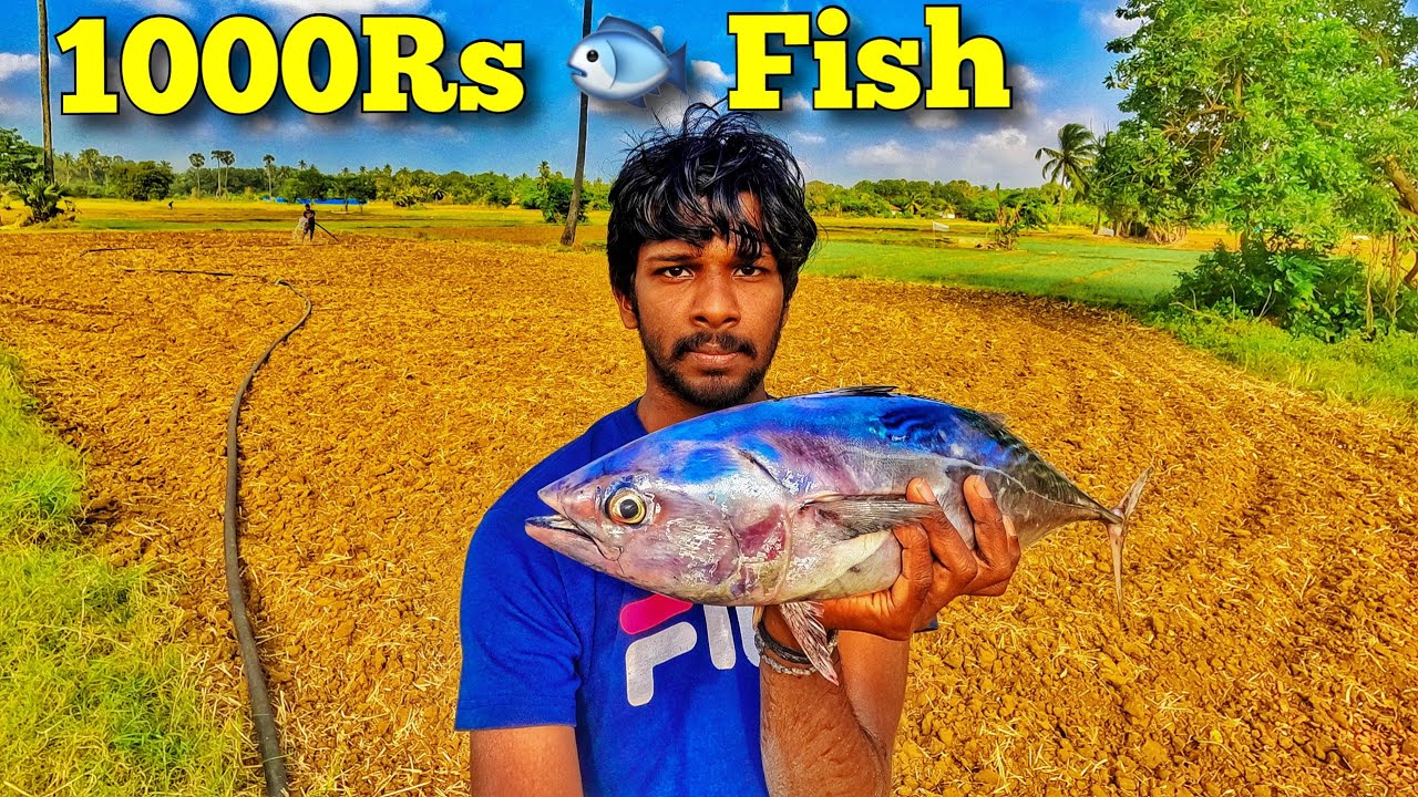 சூரை மீன் சுடுவோம் வாங்கோ | 1000Rs Tuna Fish Roast | Jaffna Suthan ...